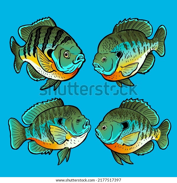 Bluegill Fish Template Premium Pack Stock Vector (Royalty Free ...