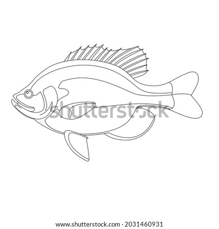 Bluegill Drawing | Free download on ClipArtMag