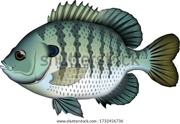 Bluegill Real Illustration Vector Eps Format Stock Vector (Royalty Free ...