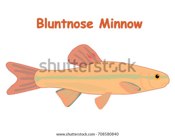 Bluntnose Minnow Fish Vector Cartoon Illustration: Stock-Vektorgrafik ...