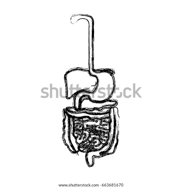 Blurred Realistic Silhouette Human Digestive System Stock Vector ...