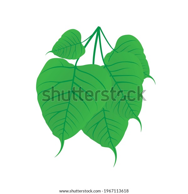 Bo Leaves Vector Graphic Design: เวกเตอร์สต็อก (ปลอดค่าลิขสิทธิ์ ...