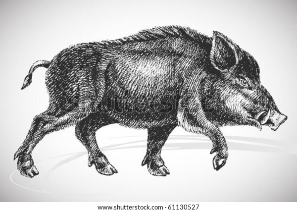 Boar Realistic Drawing Vintage Styled Vector Stock Vector (Royalty Free ...