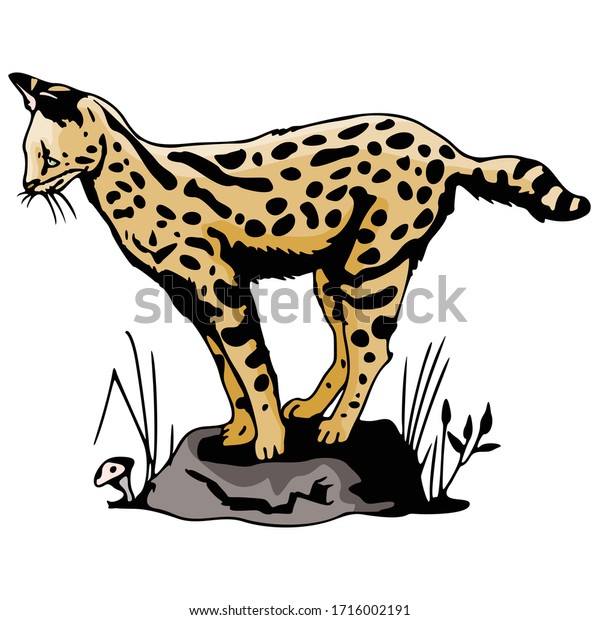 Bobcat Animal Vector Illustration Template Icon Stock Vector (Royalty ...
