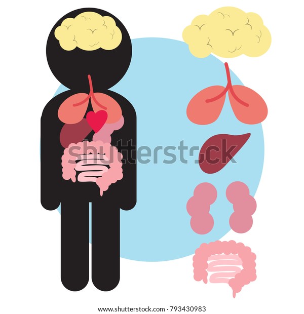 Body Anatomy Chart Skeletal Cartoon Style Stock Vector (Royalty Free ...