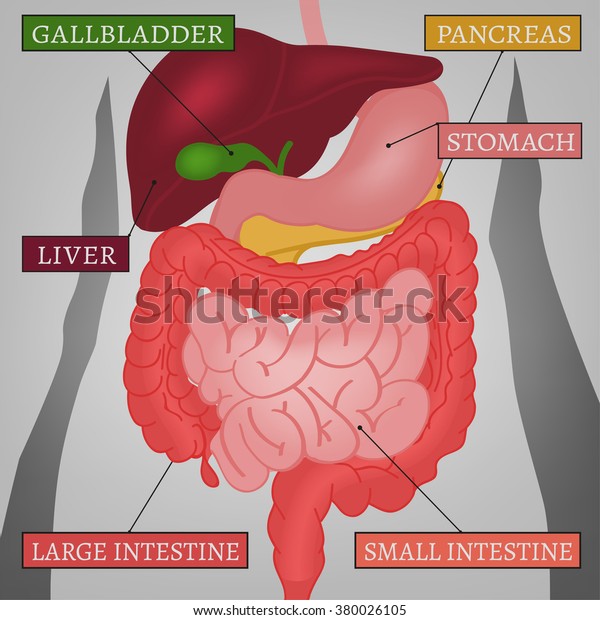 Body Internal Parts: vector de stock (libre de regalías) 380026105 ...