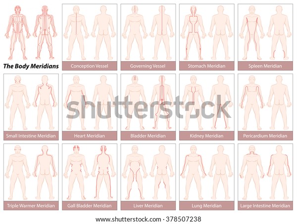 Body Meridians Chart Main Acupuncture Meridians Stock Vector (Royalty ...