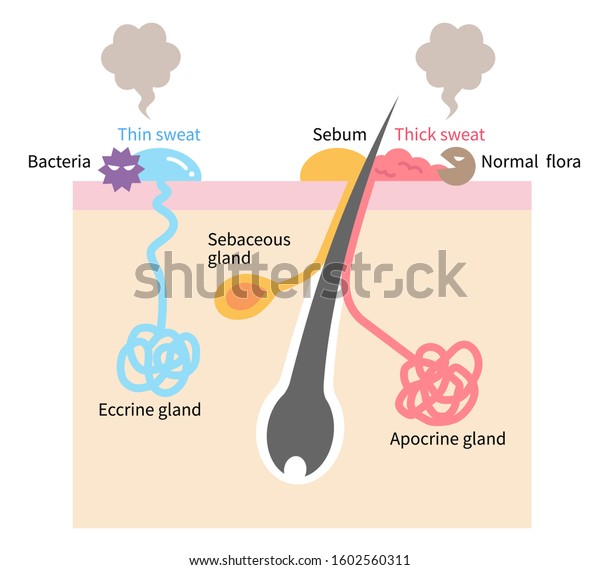 Body Odor Caused By Bacteria Breaking Stock Vector (Royalty Free ...
