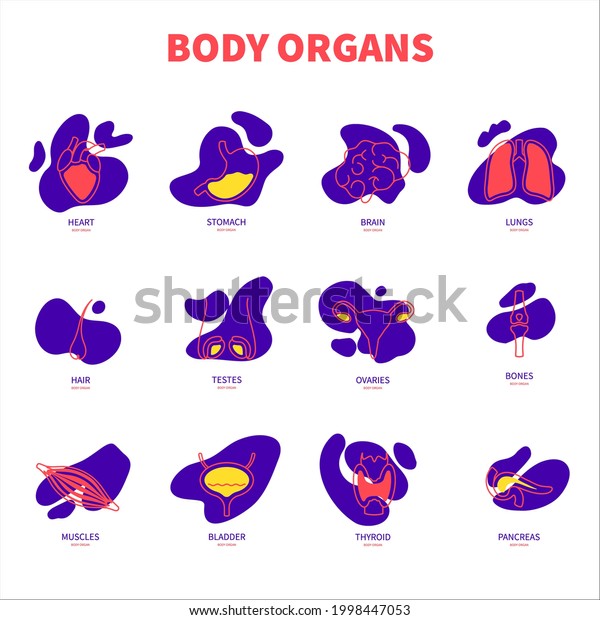 Body Organs Outline Set Anatomy Icons Stock Vector (Royalty Free ...