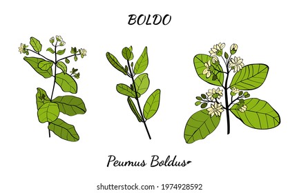 132 Boldo tree Images, Stock Photos & Vectors | Shutterstock
