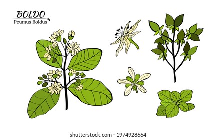 132 Boldo tree Images, Stock Photos & Vectors | Shutterstock