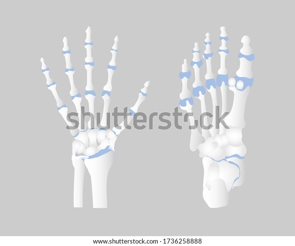 Bone Hand Foot Anatomy Internal Organs Stock Vector (Royalty Free ...