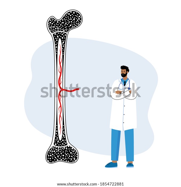 Bone Marrow Anatomical Icon Human Bone Stock Vector (Royalty Free ...