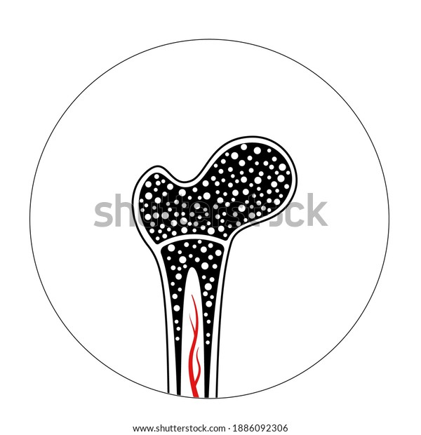 Bone Marrow Anatomical Icon Logo Human Stock Vector (Royalty Free ...