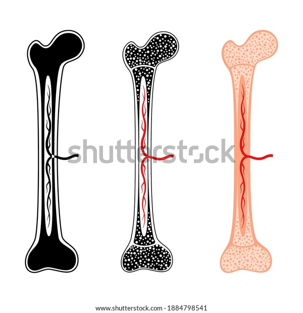 Bone Marrow Anatomical Logo Set Human Stock Vector (Royalty Free ...