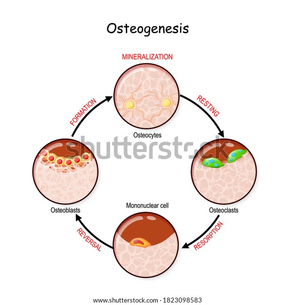 Bone Remodeling Resting Resorption Reversal Mineralization Stock Vector ...