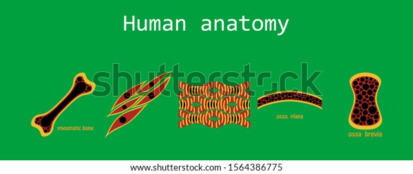 Bone Structure Details Human Biology Educational Stock Vector (Royalty ...
