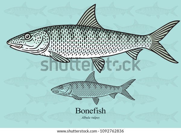 Bonefish Vector Illustration Refined Details Optimized 库存矢量图（免版税）1092762836