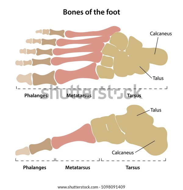 Bones Foot Main Parts Labeled Colored Stock Vector (Royalty Free ...
