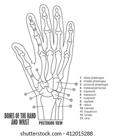 Bones Hand Wrist Anatomy Stock Vector (Royalty Free) 412015288 ...