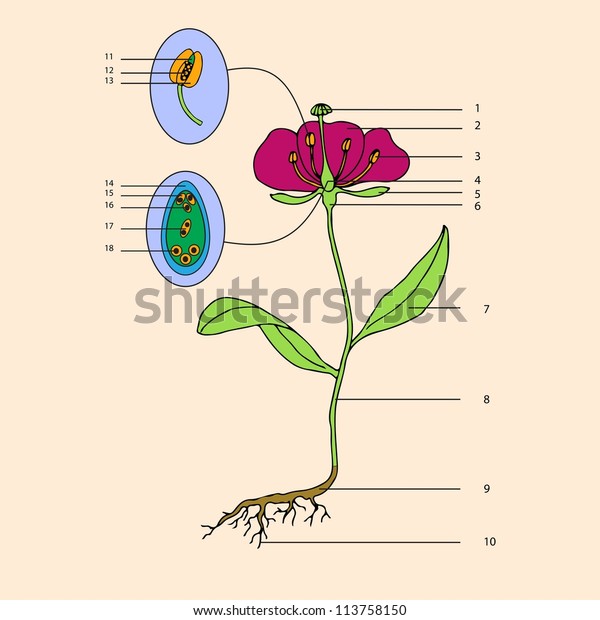 Botanic Educational Illustration Flower Morphology Stock Vector ...