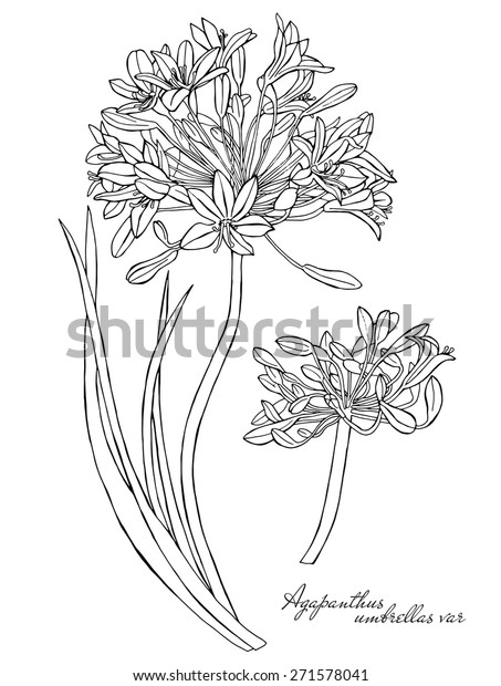 Botanical Agapanthus Flowers Set Vector Black Stock Vector (Royalty ...