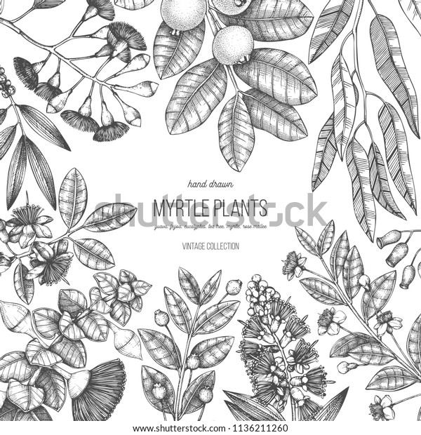 Botanical Background Beautiful Myrtle Plants Sketches Stock Vector ...