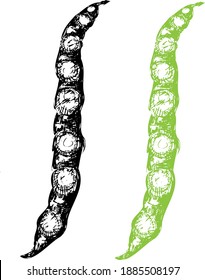 Botanical Drawing Bean Pod Outline Diaries Stock Vector (Royalty Free ...