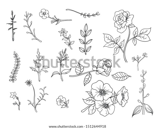 Botanical Drawing Doodle Vector Art Stock Vector (Royalty Free ...