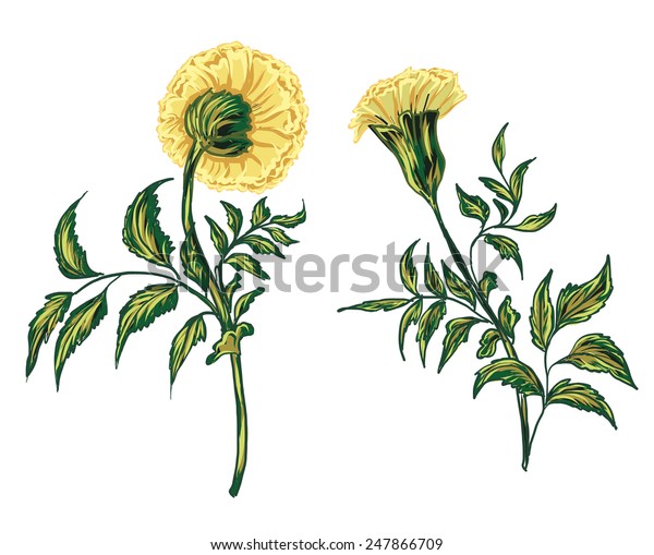 Botanical Marigold Flower Vector Stock Vector Royalty Free 247866709