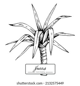 721 Yucca plant drawing Images, Stock Photos & Vectors | Shutterstock