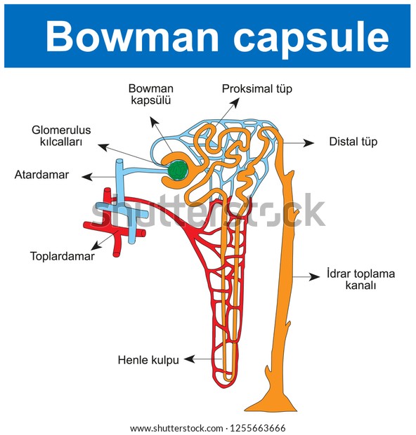 Bowman Capsule Capsule Microscopic Structure Kidney: vector de stock ...
