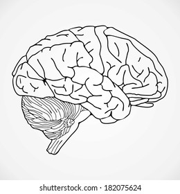 1,014 Brain etching Stock Illustrations, Images & Vectors | Shutterstock