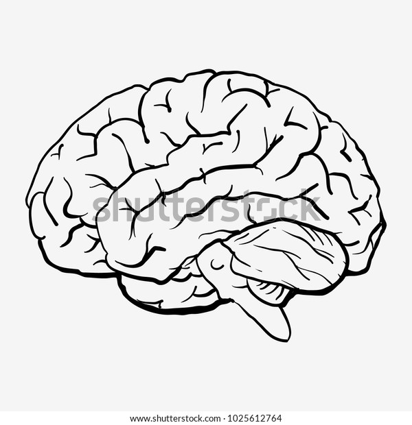 Brain anatomy. Human brain side view. Sketch illustration hand drawn ...