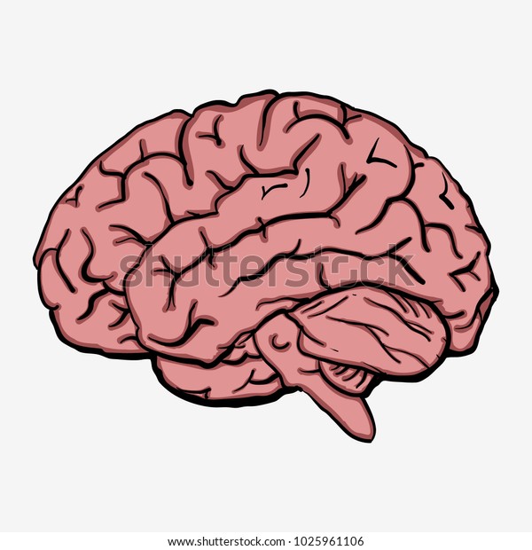 Brain Anatomy Human Brain Side View Stock Vector (Royalty Free ...