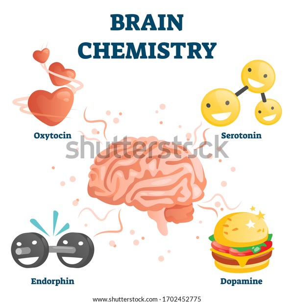Brain Chemistry Vector Illustration Labeled Educational Stock Vector ...