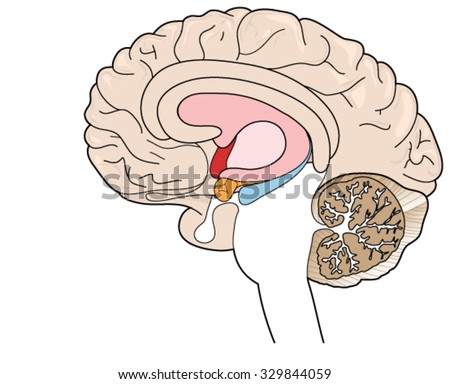 Brain Cross Section Showing Basal Ganglia Stock Vector (Royalty Free ...