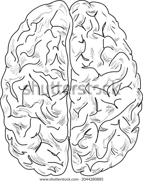 Brain Drawing Hand Drawing Brain Vector Stock Vector (Royalty Free ...