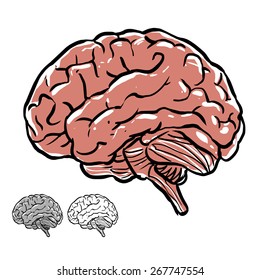Engraving Brain Illustration Hand Drawn Anatomical Stock Vector ...