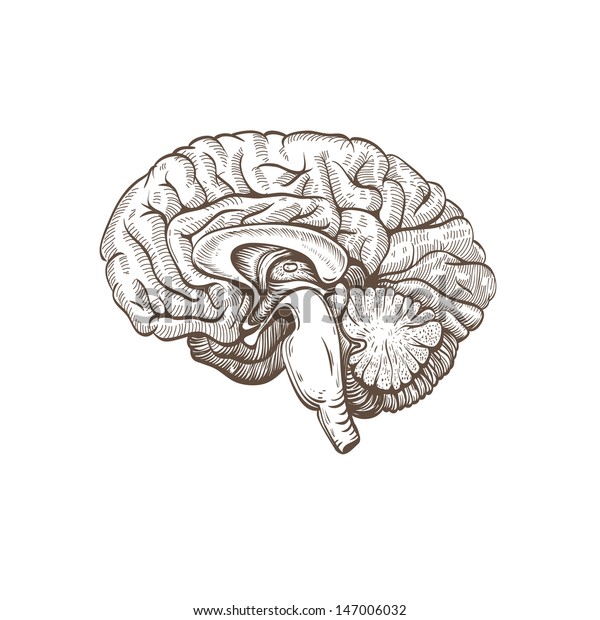 Brain Hand Drawn Isolated On White Stock Vector (Royalty Free) 147006032