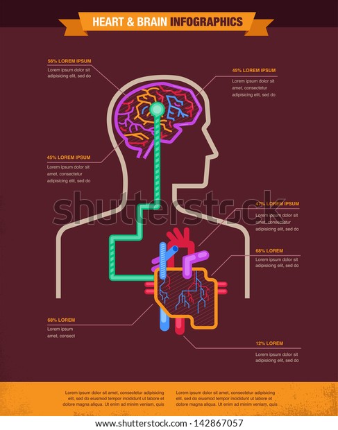 Brain Heart Connected Infographic Stock Vector (Royalty Free) 142867057 ...