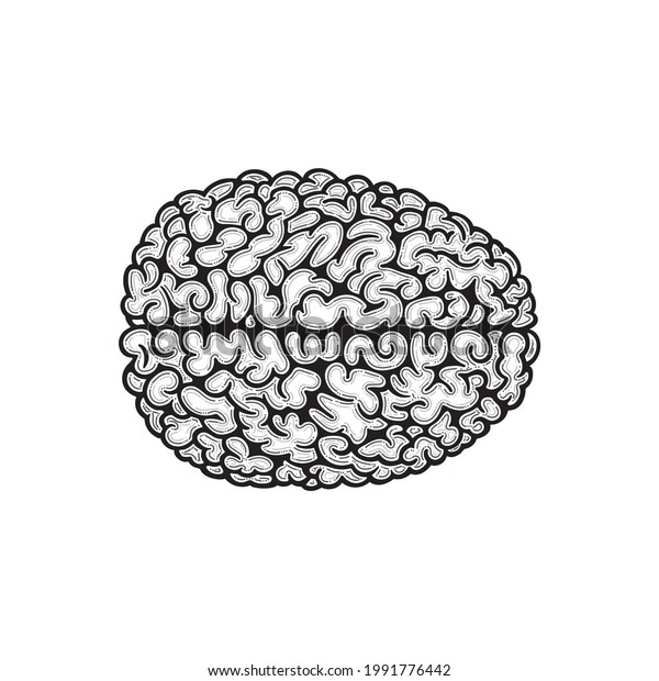 Brain Hemispheres Human Brain Top View Stock Vector (Royalty Free ...
