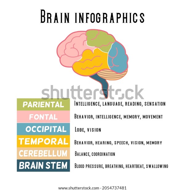 Brain Infographics Each Part Human Brain Stock Vector (Royalty Free ...