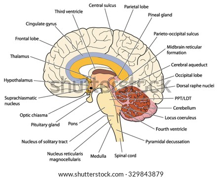 Brain Ion Cross Section Showing Major Vector de stock (libre de ...