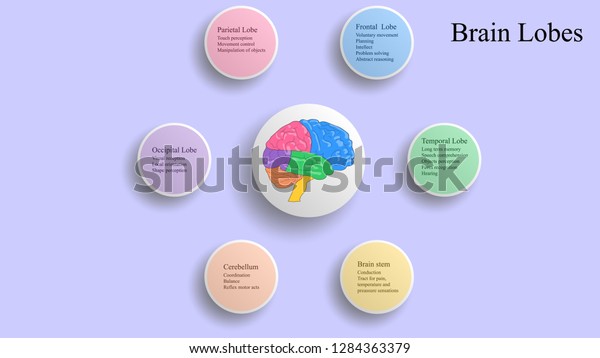 Brain Lobes Vector Illustration Human Brain Stock-vektor (royaltyfri ...