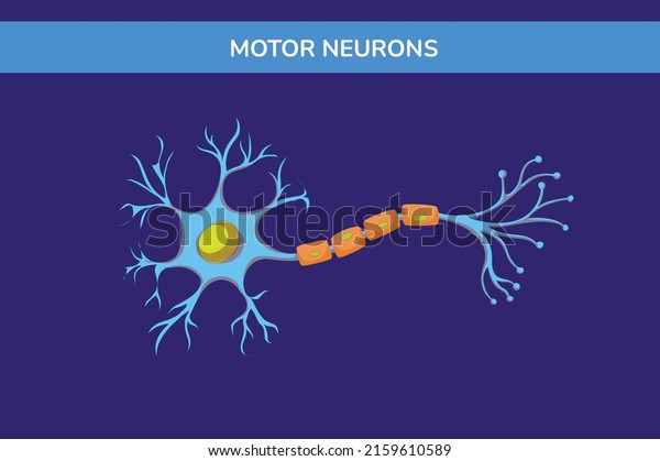 Illustration vectorielle des neurones du moteur : image vectorielle de ...