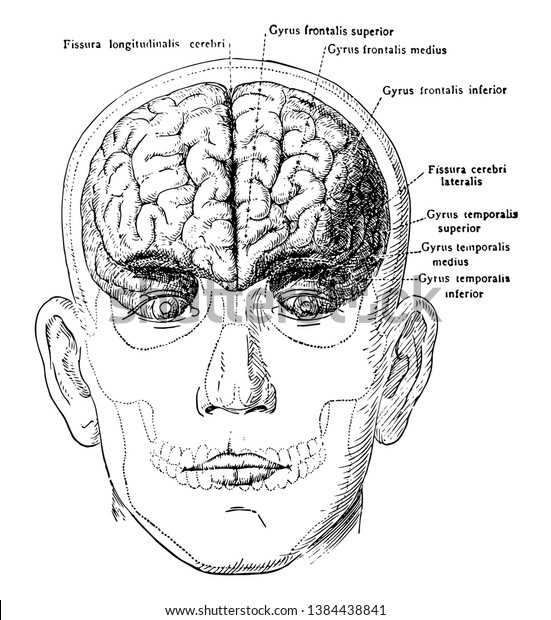 Brain Relation Skull Face Anterior View Stock Vector (Royalty Free ...