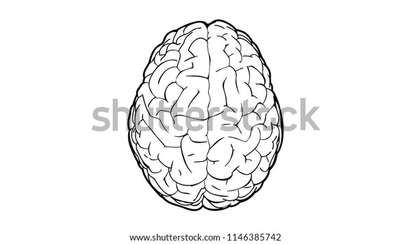 Brain Top View Line Art Drawing Stock Vector (Royalty Free) 1146385742 ...
