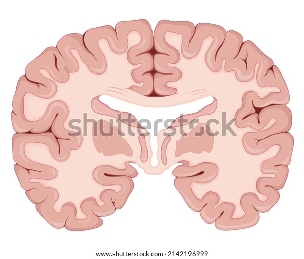 606 Brain Cross Section Vector Images, Stock Photos & Vectors ...