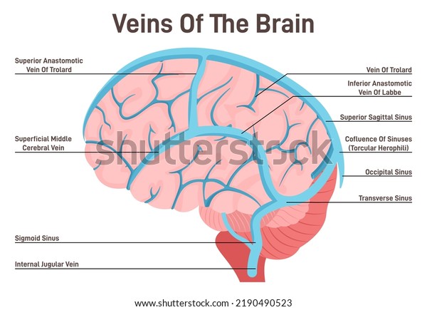 Brain Veins Circulatory System Main Veins: เวกเตอร์สต็อก (ปลอดค่า ...